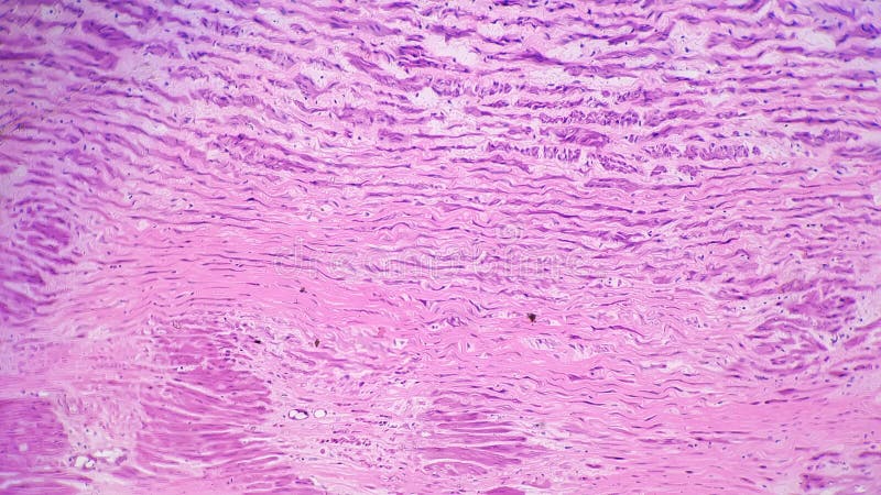 Simple Squamous Epithelium in Section Filmed Under Microscope with 100 ...