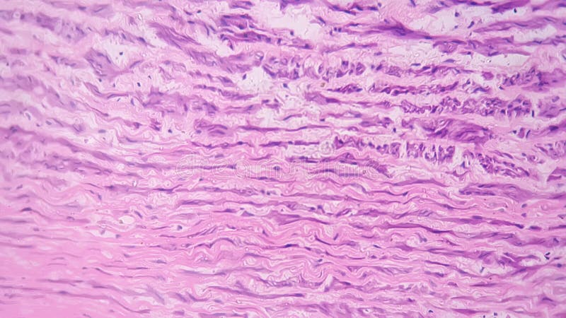 Simple Squamous Epithelium Sec Filmed Under Microscope with 100 Times ...