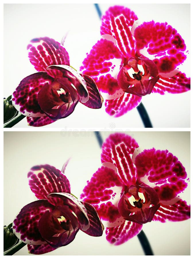 Simple Stunning Beauty of the Orchid Stock Image - Image of lilac, pink ...