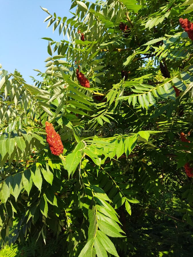 Simple a sumac stock photo. Image of shrub, tropics - 226019364