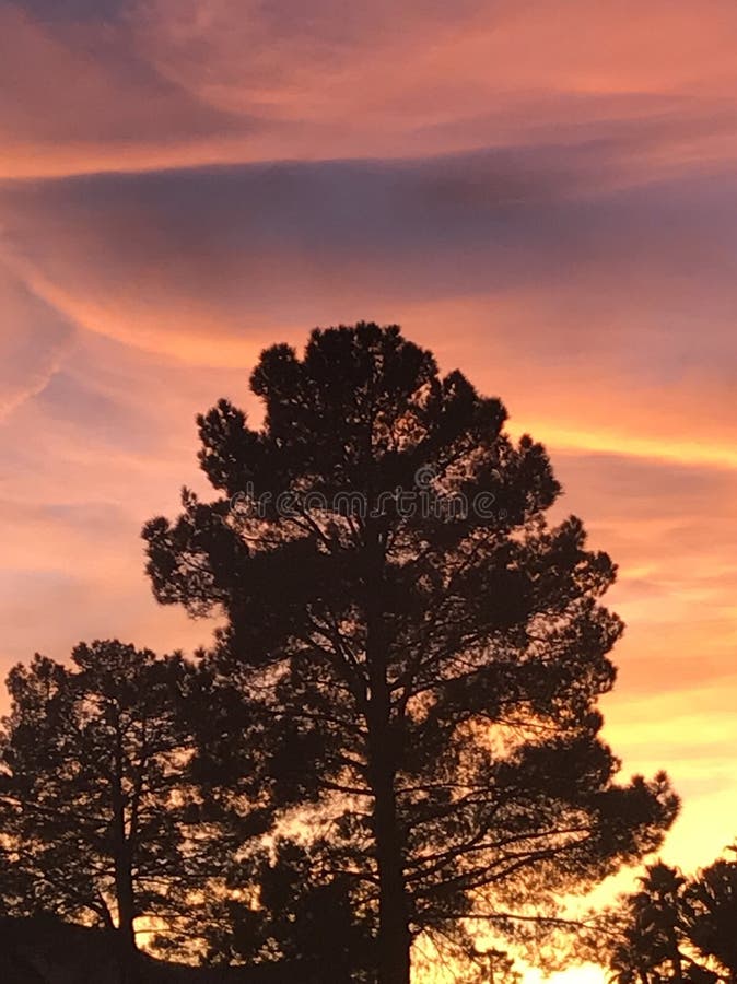 Tree stock photo. Image of orange, clouds, sunset, simple - 110116308