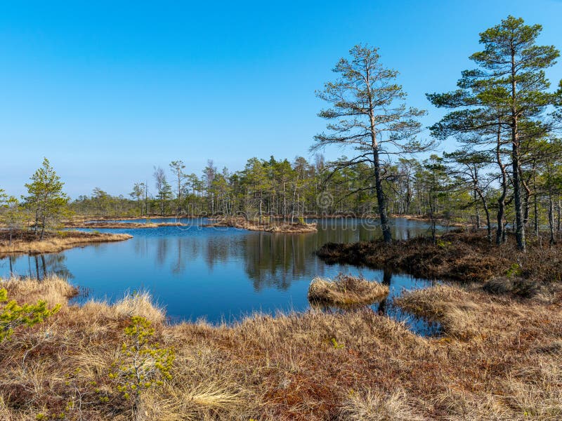 Simple Swamp Landscape with Swamp Grass and Moss in the Foreground ...