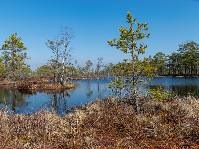 Simple Swamp Landscape with Swamp Grass and Moss in the Foreground ...