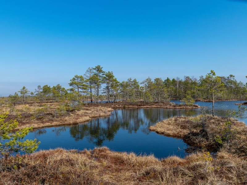 Simple Swamp Landscape with Swamp Grass and Moss in the Foreground ...