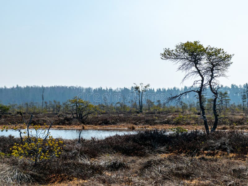 Simple Swamp Landscape with Swamp Grass and Moss in the Foreground ...