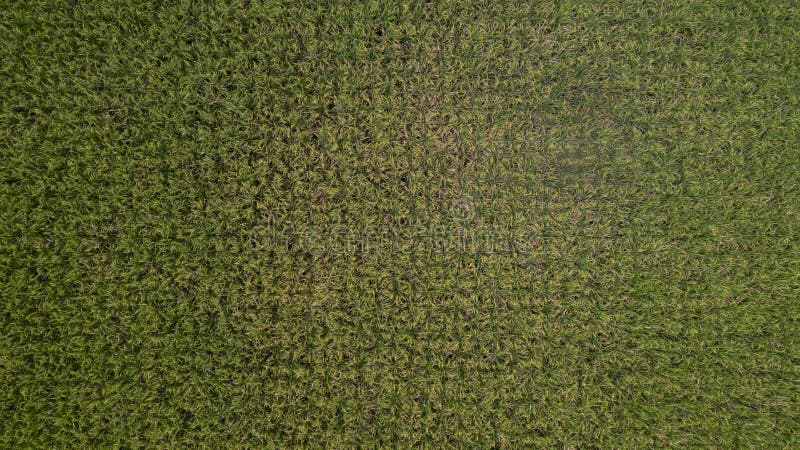 Top View Rice Fields Textures Stock Image - Image of high, asia: 134637141
