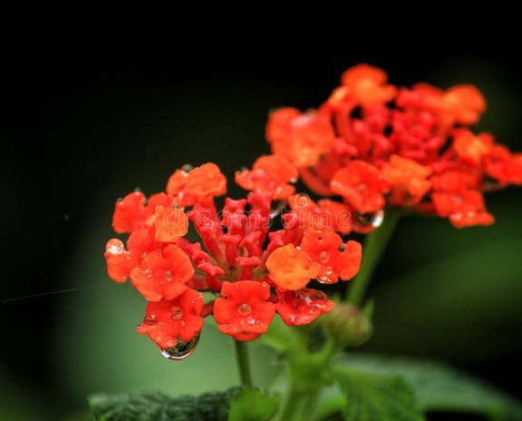 Simple Things are always Great. Stock Image - Image of flora, forest ...