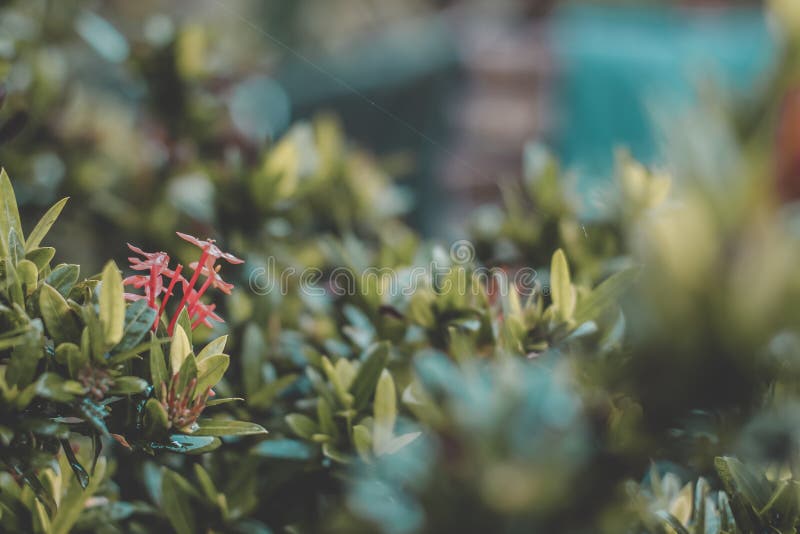 Simple Things with Simple yet Beautiful Flowers Stock Photo - Image of ...