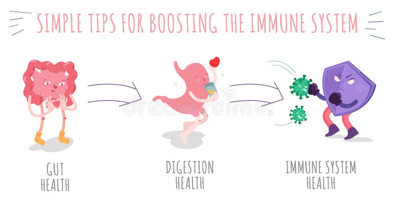 Gut - Digestion - Immune System Health Landscape Poster. Stock Vector ...
