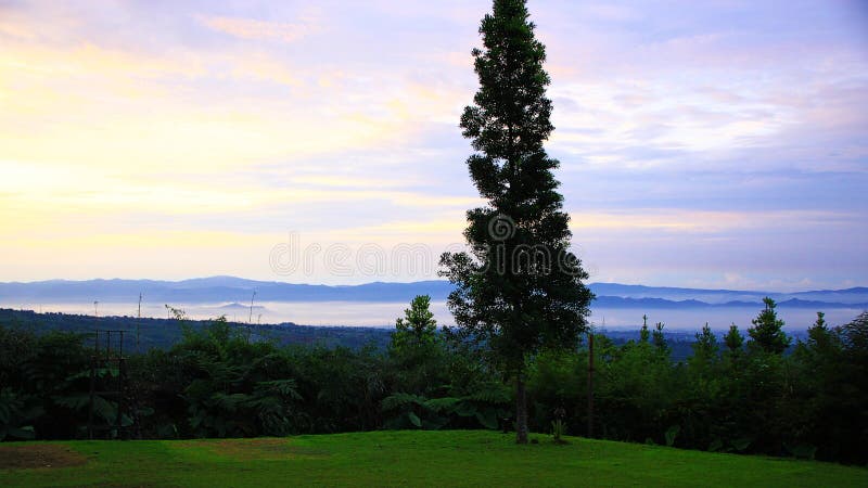 Simple Tree at Camping Ground Stock Image - Image of meadow, leaf ...