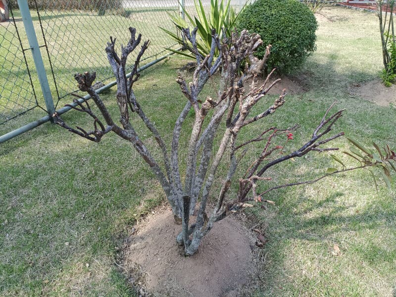 A Simple Tree without Leaf but Still Look Wonderful Stock Photo - Image ...