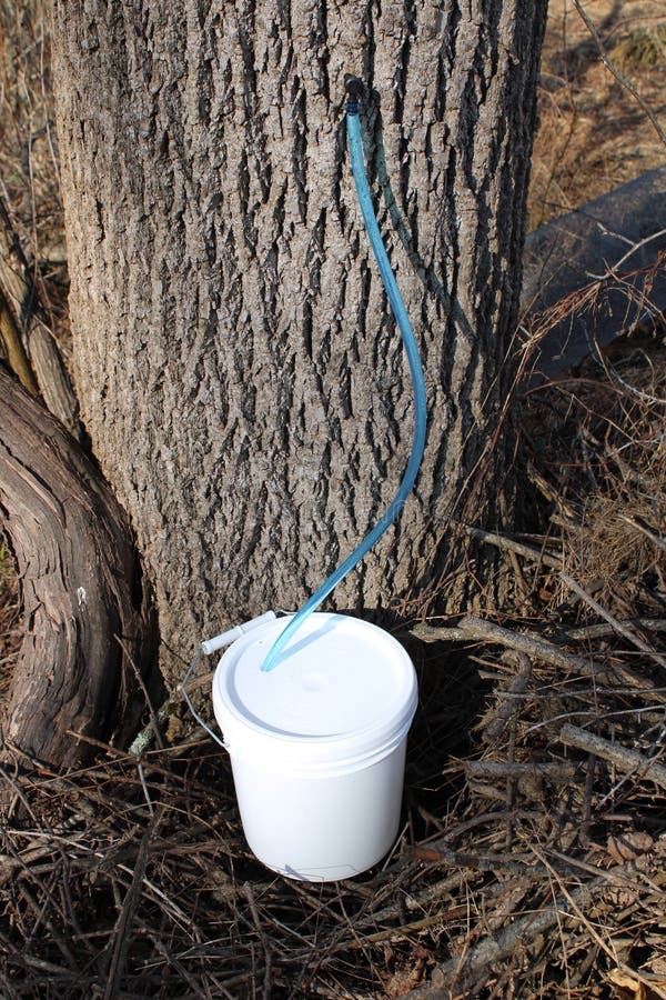 A Simple Tree Tap and Collection Bucket Stock Image - Image of trunk ...