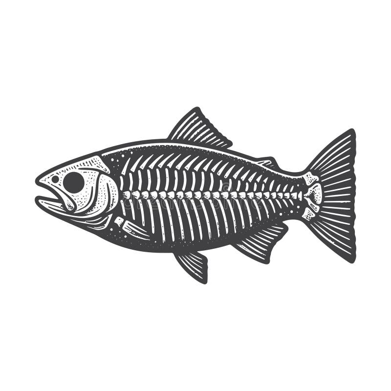 Trout Skeleton Side View Vector Icon Vintage Retro Logo Illustration ...
