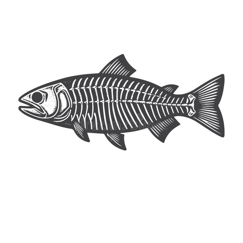 Trout Skeleton Side View Vector Icon Vintage Retro Logo Illustration ...