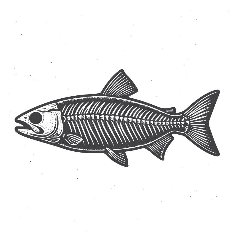 Vintage Trout Skeleton Vector Icon. Stock Vector - Illustration of ...
