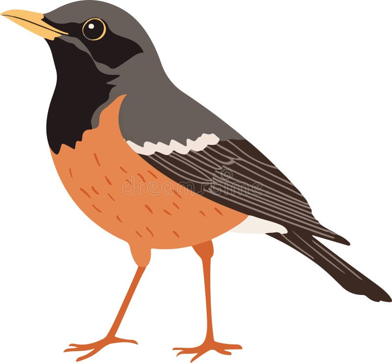 Robin Clip Art