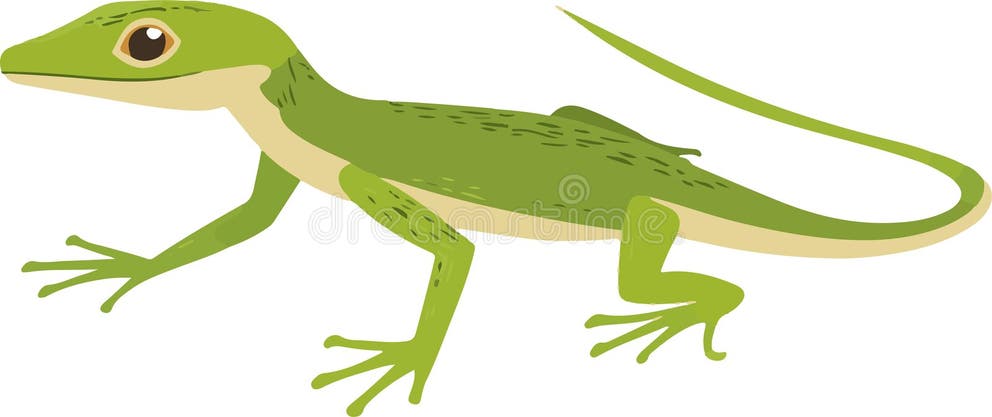 Anole Stock Illustrations – 385 Anole Stock Illustrations, Vectors ...