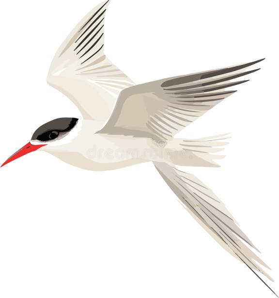Simple Vector Arctic Tern Clipart Stock Vector - Illustration of ...