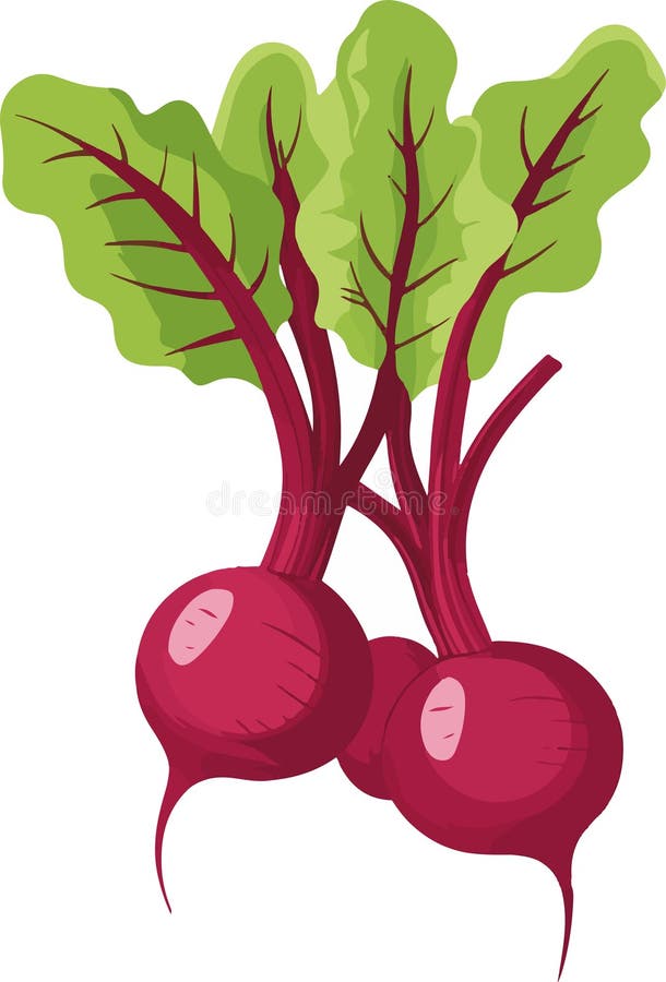 Simple Vector Beets Clipart Stock Vector - Illustration of bold ...