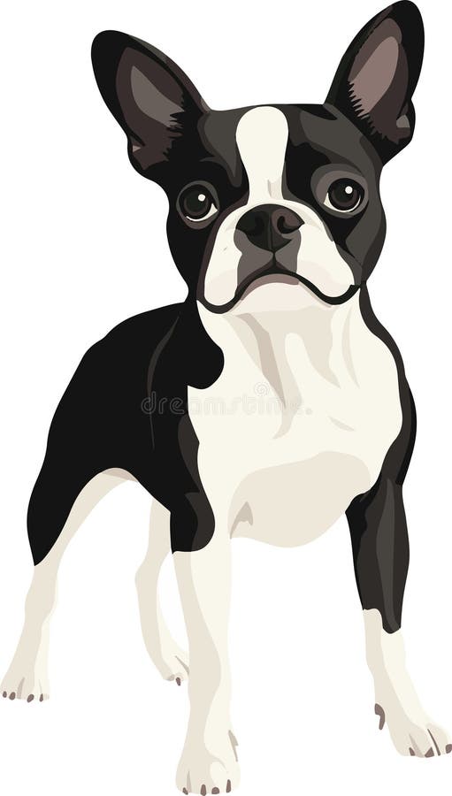 Simple Vector Boston Terrier Clipart Stock Vector - Illustration of ...