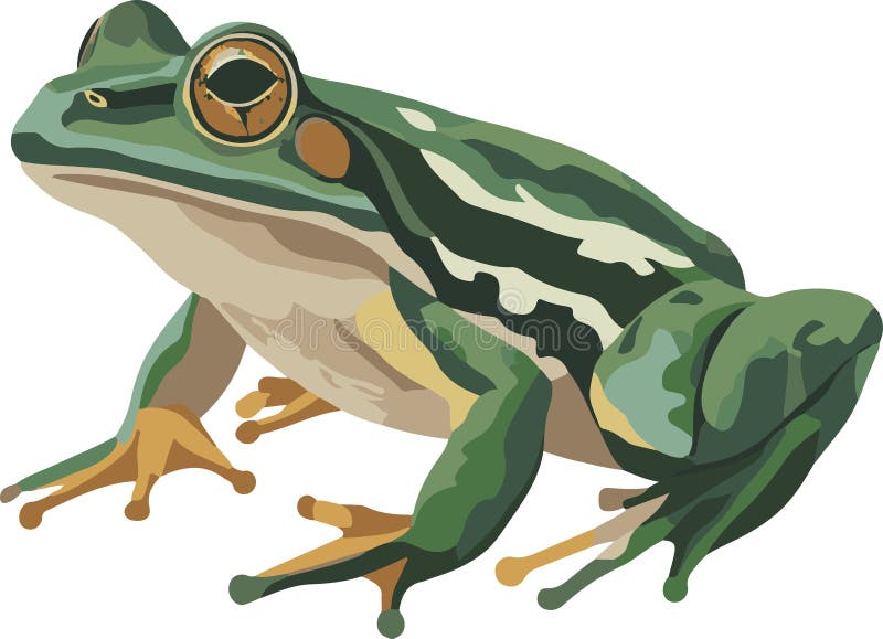 Simple Vector Bullfrog Clipart Stock Vector - Illustration of clipart ...