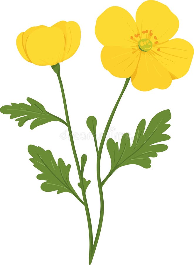 Simple Vector Buttercup Clipart Stock Vector - Illustration of creative ...