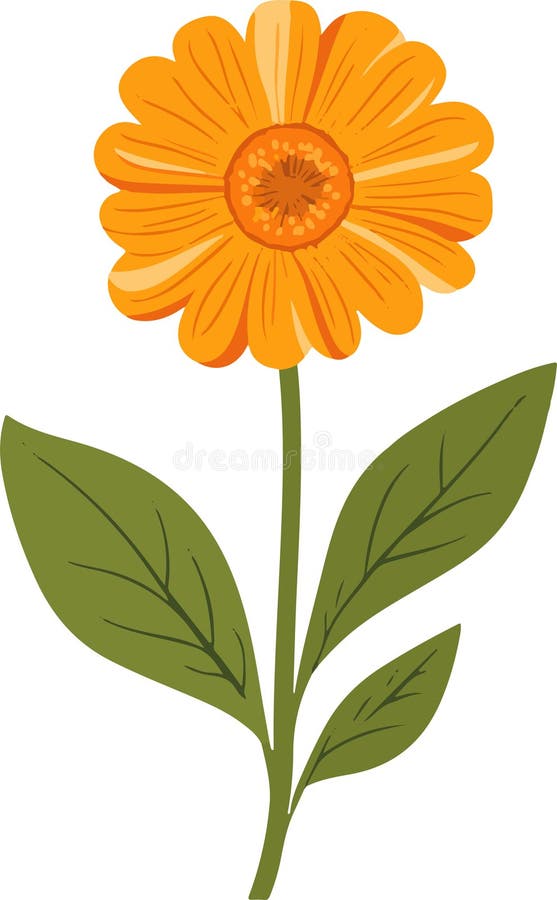 Simple Vector Calendula Clipart Stock Vector - Illustration of cute ...