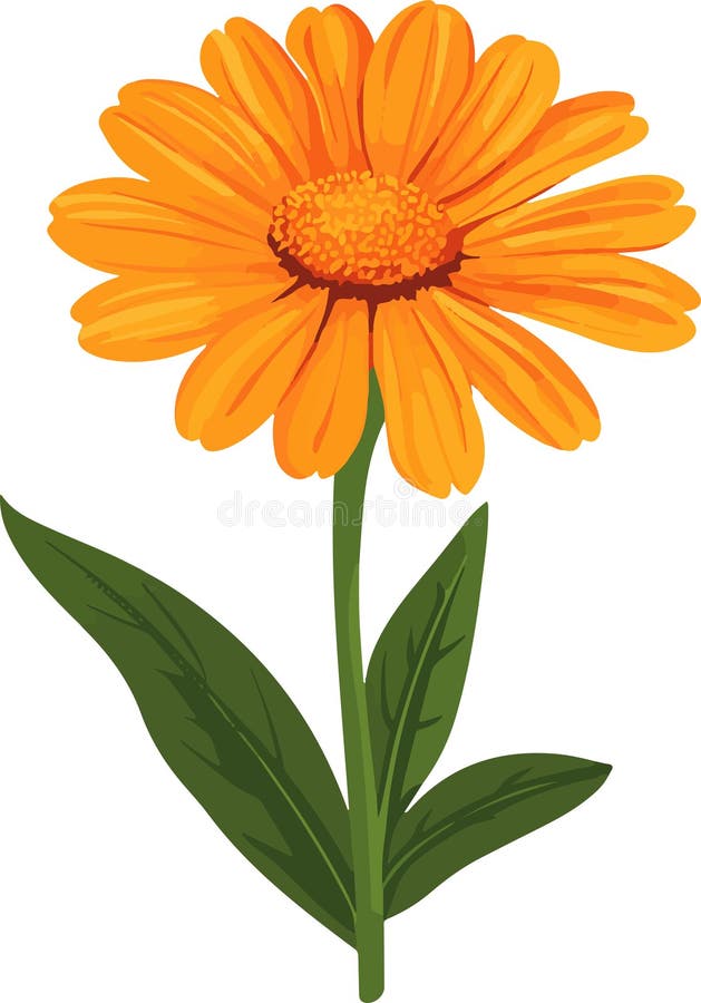 Simple Vector Calendula Clipart Stock Vector - Illustration of ...