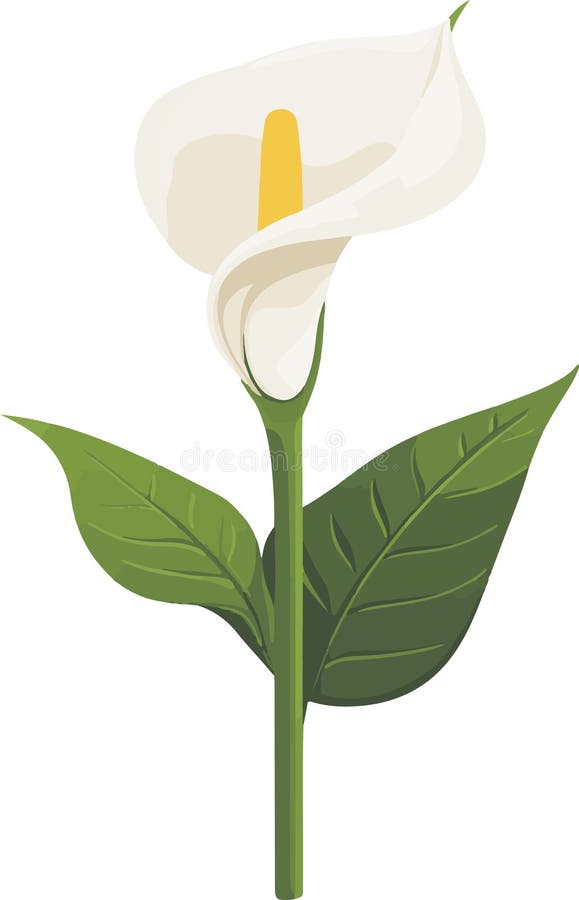 Simple Vector Calla Lily Clipart Stock Vector - Illustration of icons ...