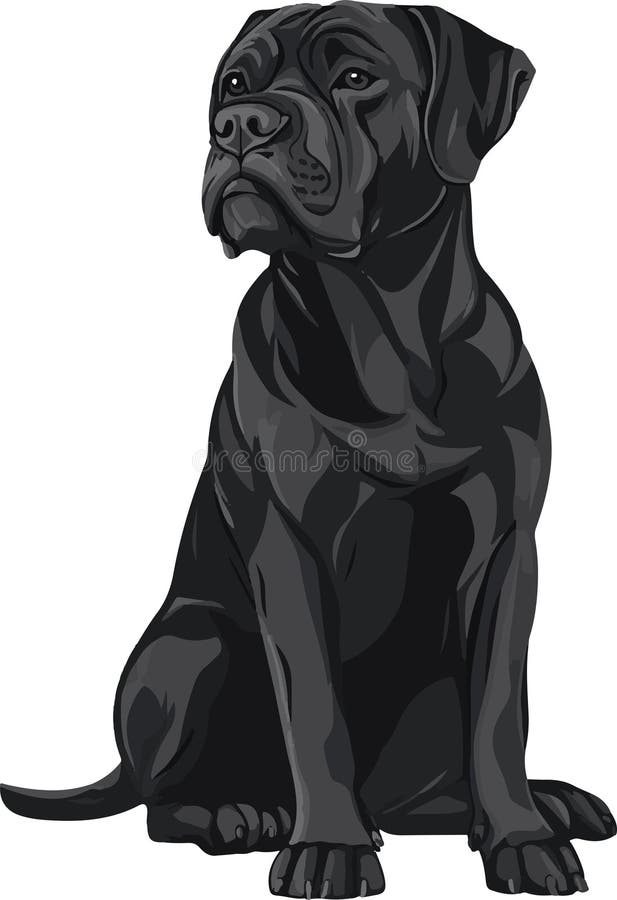 Simple Vector Cane Corso Clipart Stock Vector - Illustration of color ...