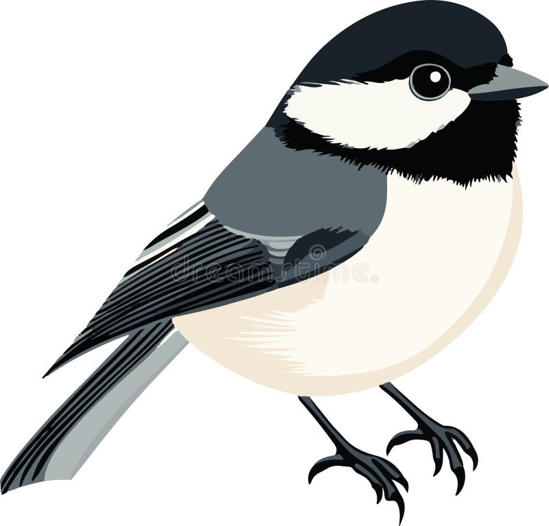 Simple Chickadee Drawing Friendly And Playful NB Chickadees