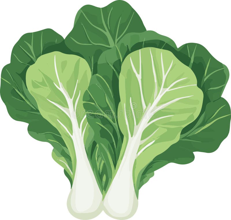 Simple Vector Chinese Cabbage Clipart Stock Vector - Illustration of ...