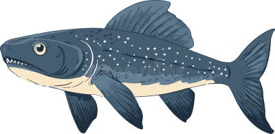 Simple Vector Coelacanth Clipart Stock Vector - Illustration of color ...