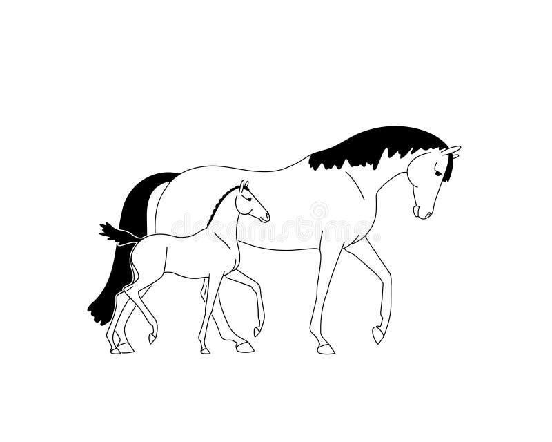 Simple Vector Drawing of a Mare and Foal Stock Vector - Illustration of ...