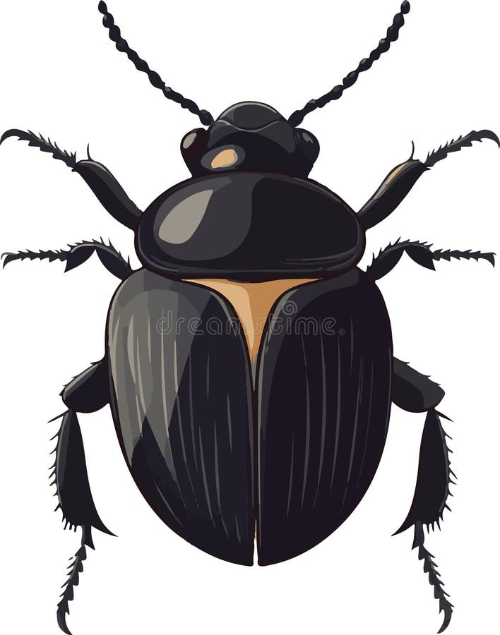 Simple Vector Dung Beetle Clipart Stock Vector - Illustration of bright ...