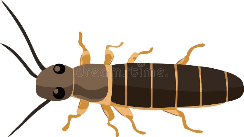 Earwig Stock Illustrations – 1,609 Earwig Stock Illustrations, Vectors ...