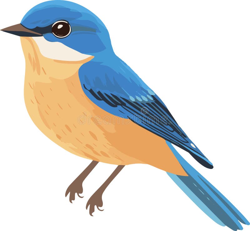 Simple Vector Eastern Bluebird Clipart Stock Vector - Illustration of ...