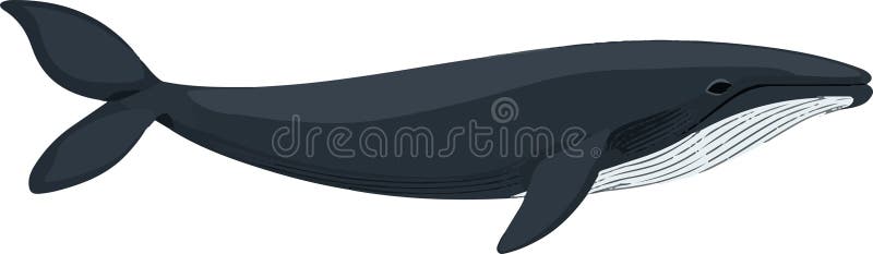 Simple Vector Fin Whale Clipart Stock Vector - Illustration of modern ...
