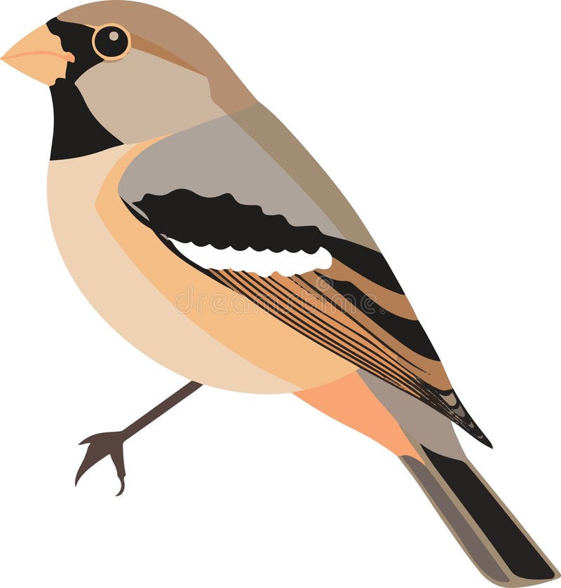 Simple Vector Finch Clipart Stock Vector - Illustration of abstract ...