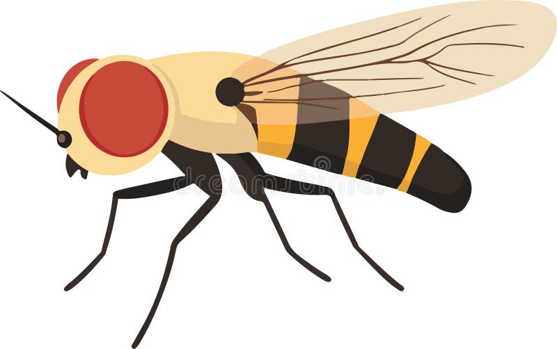 Simple Vector Fruit Fly Clipart Stock Vector - Illustration of ...