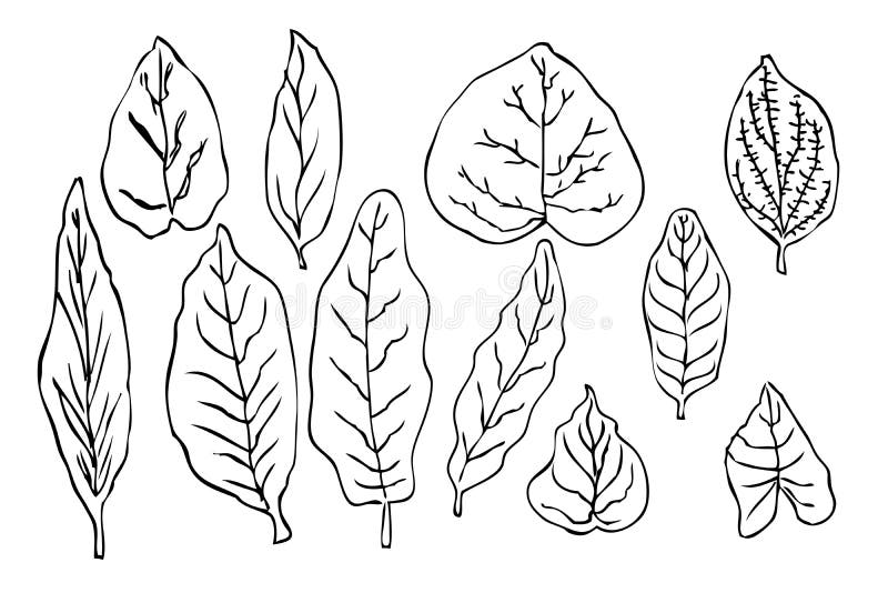 Simple Vector Hand Draw Sketch, 11 Diferent Shape Leaf Stock Vector ...
