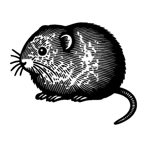 Simple Vector Icon Bavarian Pine Vole Logo Design Illustration. Stock ...