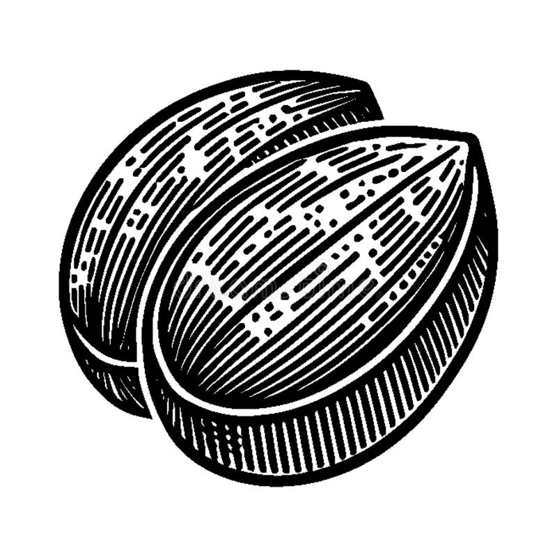 Simple Vector Icon of Nuts Logo Design Illustration. Stock Vector ...