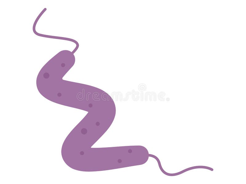Campylobacter Stock Illustrations – 276 Campylobacter Stock ...
