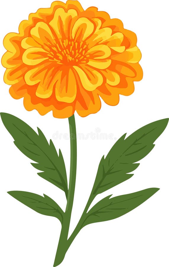 Simple Vector Marigold Clipart Stock Vector - Illustration of ...