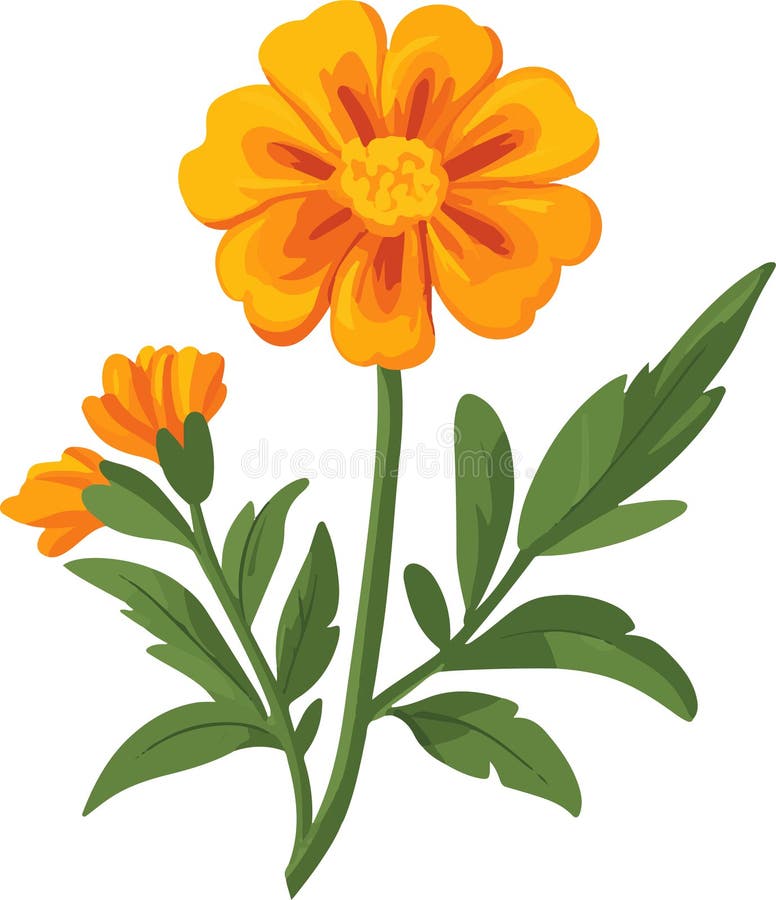Simple Vector Marigold Clipart Stock Vector - Illustration of ...