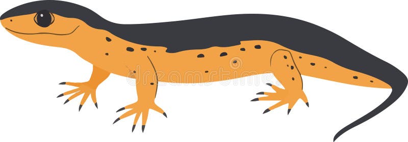 Simple vector newt clipart stock vector. Illustration of vector - 350477581