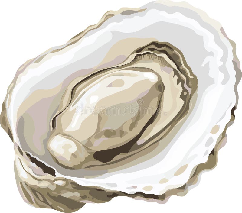 Simple Vector Oyster Clipart Stock Vector - Illustration of graphic ...