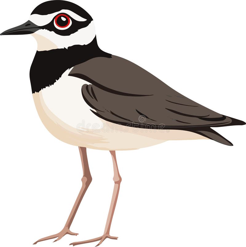 Simple Vector Plover Clipart Stock Vector - Illustration of artistic ...