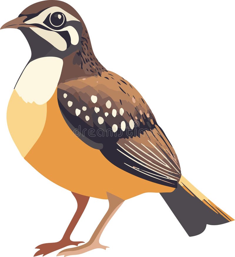 Simple Vector Quail Clipart Stock Vector - Illustration of color ...